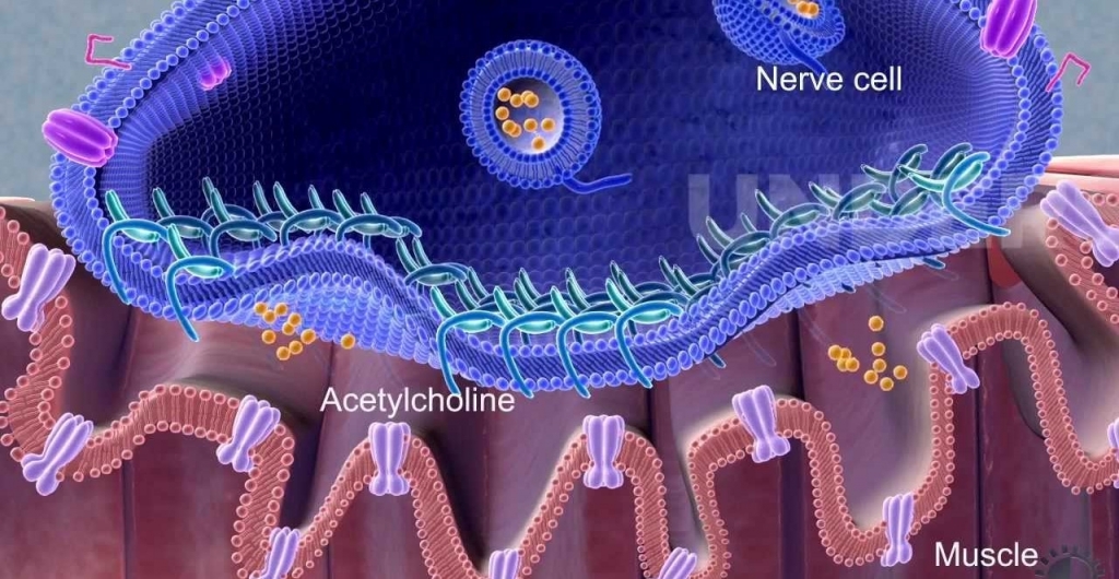 O que é Botox - Injectors Club